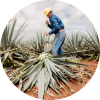 About Hard Agave - Thorntail Hard Agave