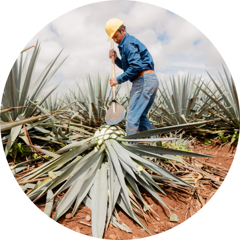 About Hard Agave - Thorntail Hard Agave