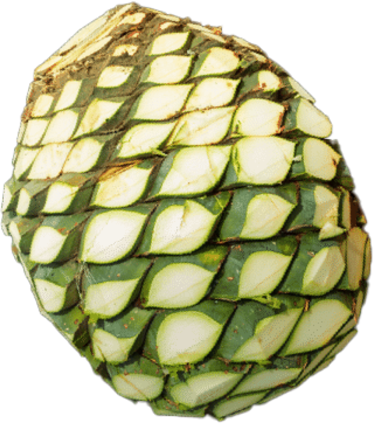 About Hard Agave - Thorntail Hard Agave